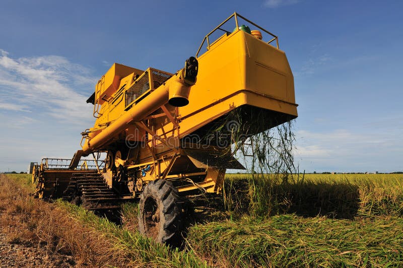 Paddy field stock image. Image of yellow, asian, paddy - 14619507