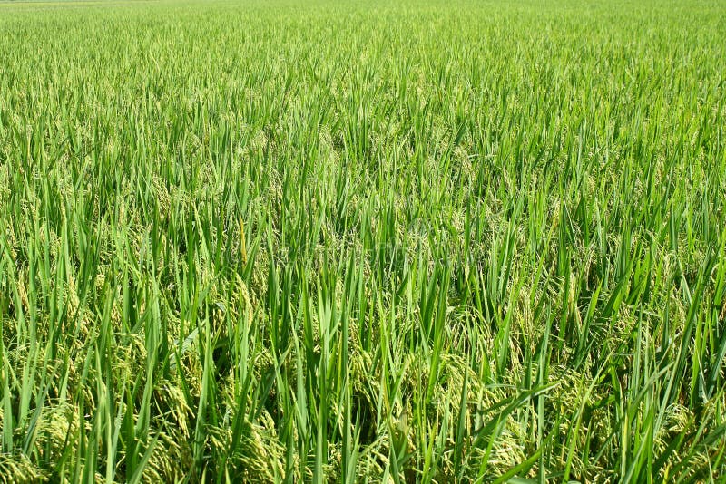 Green Wheat Grass stock image. Image of landscape, food - 106383