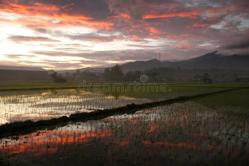 Paddy field stock photo. Image of blade, agriculture - 14695434