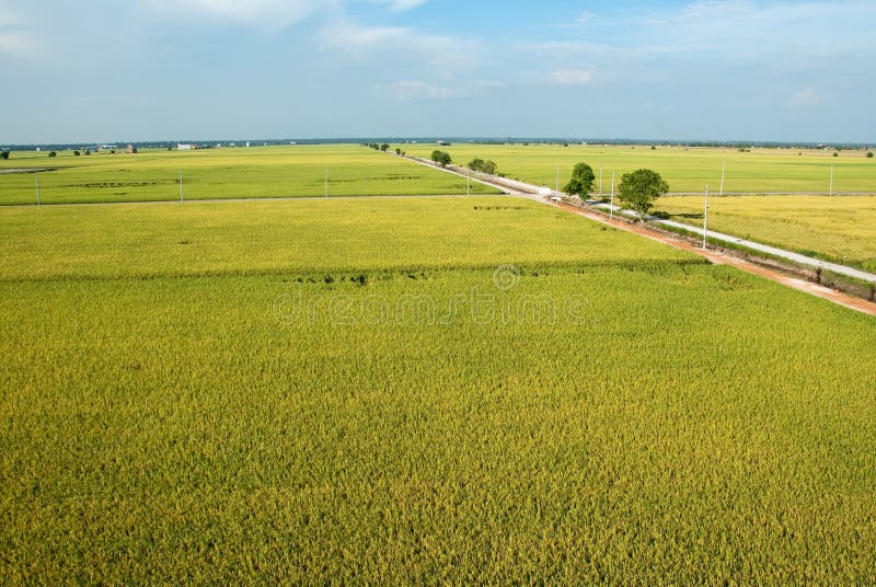 Paddy Field stock image. Image of wind, steppe, grass - 14718561