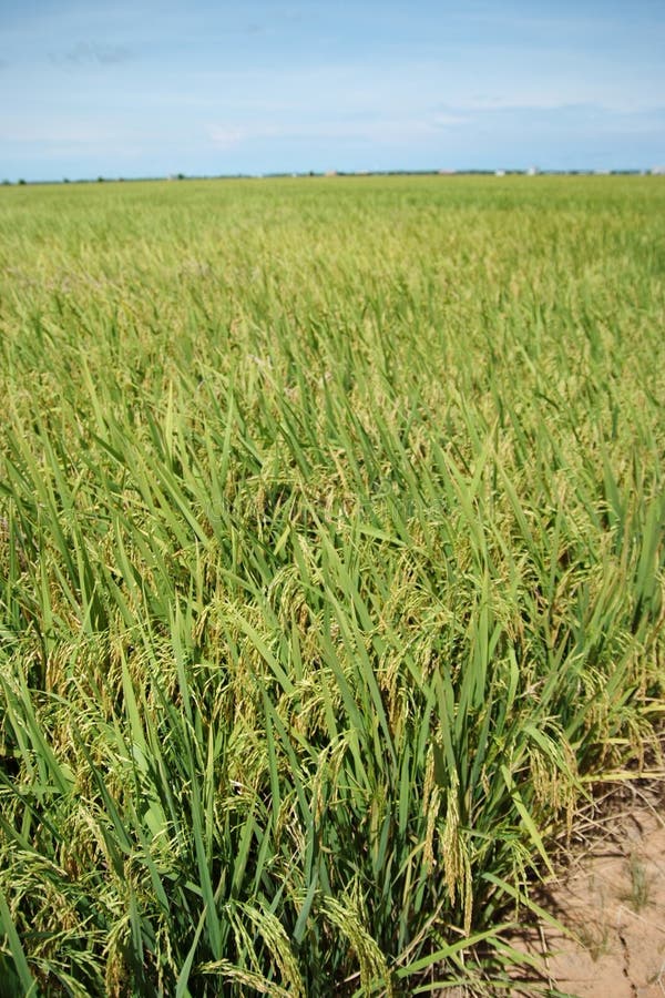 Paddy field. stock photo. Image of farming, plant, trees - 14738736
