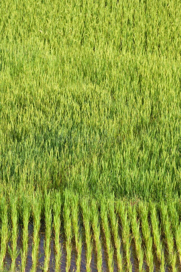 Rice Field stock photo. Image of paddy, water, food, seedlings - 54849522