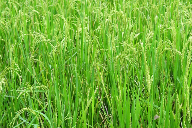 Paddy Field stock photo. Image of green, countryside - 16294070