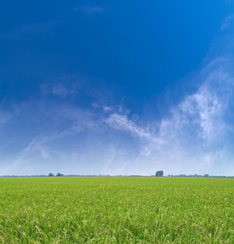 Paddy Field with Misty Mountain Stock Photo - Image of asia ...