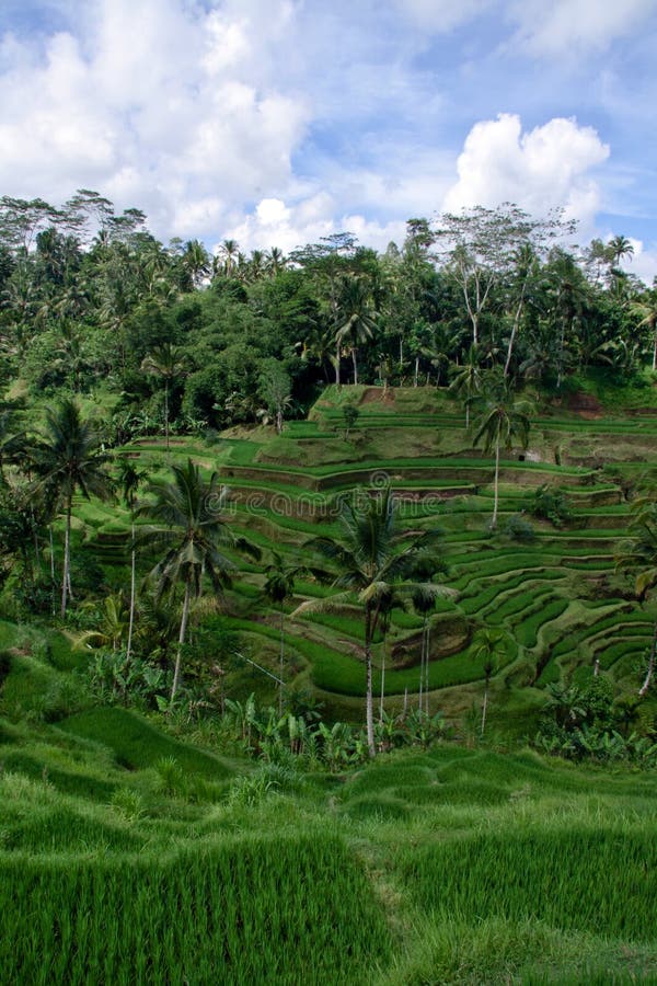 Paddy Field Picture. Image: 18372786