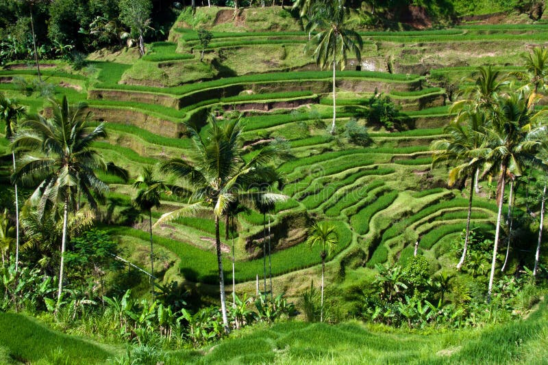 Paddy Field Picture. Image: 18372788