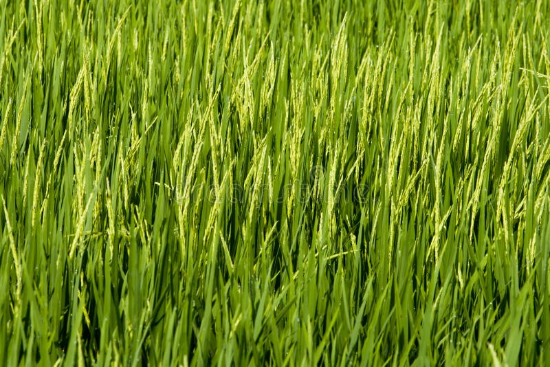 Paddy Field stock image. Image of textures, green, traditional - 18698289