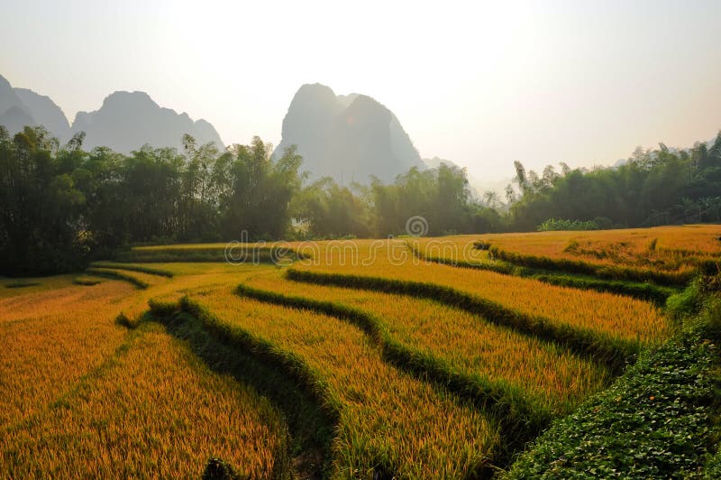 Paddy field stock image. Image of rice, outside, crop - 11870763