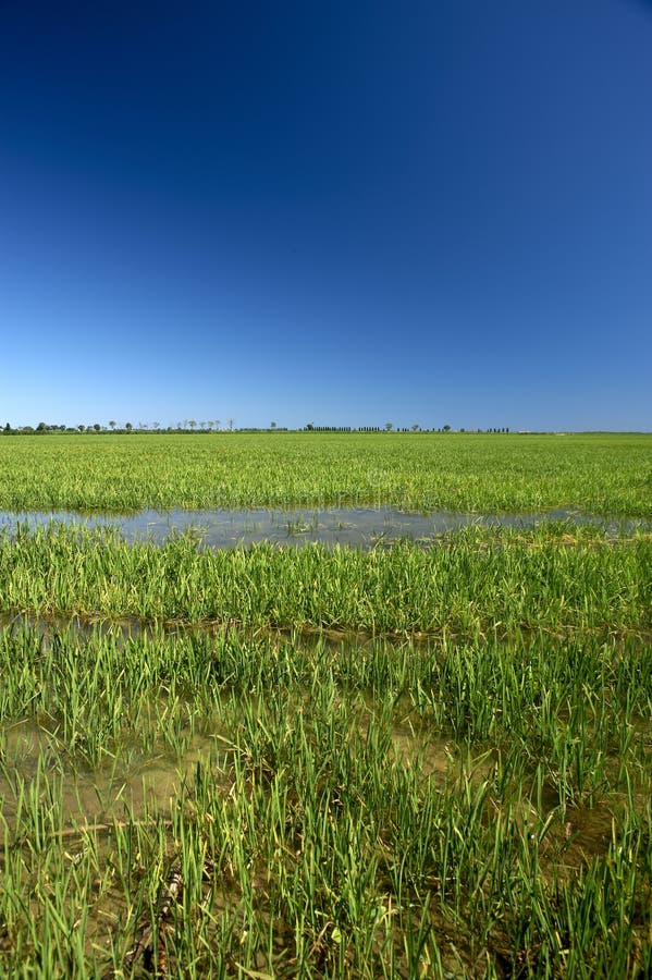 Paddy field stock image. Image of grass, grassland, biome - 20094495