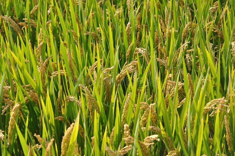 Paddy field stock image. Image of green, paddy, late - 21614539