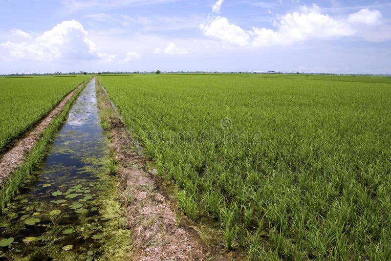Water Canal between Paddy Fields Stock Photo - Image of rural ...