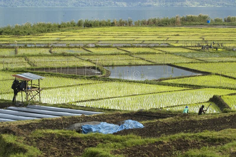 Paddy field stock image. Image of paddy, farm, field - 22274293