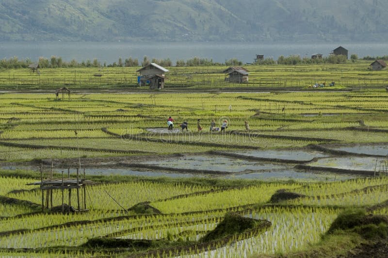 Paddy field stock image. Image of paddy, ripe, crop, agriculture - 22274759