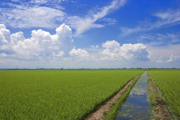 276 Paddy Field Irrigation Canal Malaysia Stock Photos - Free & Royalty ...