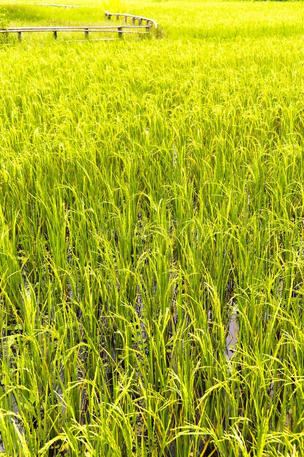 Paddy Field stock image. Image of cambodia, damp, green - 25082043