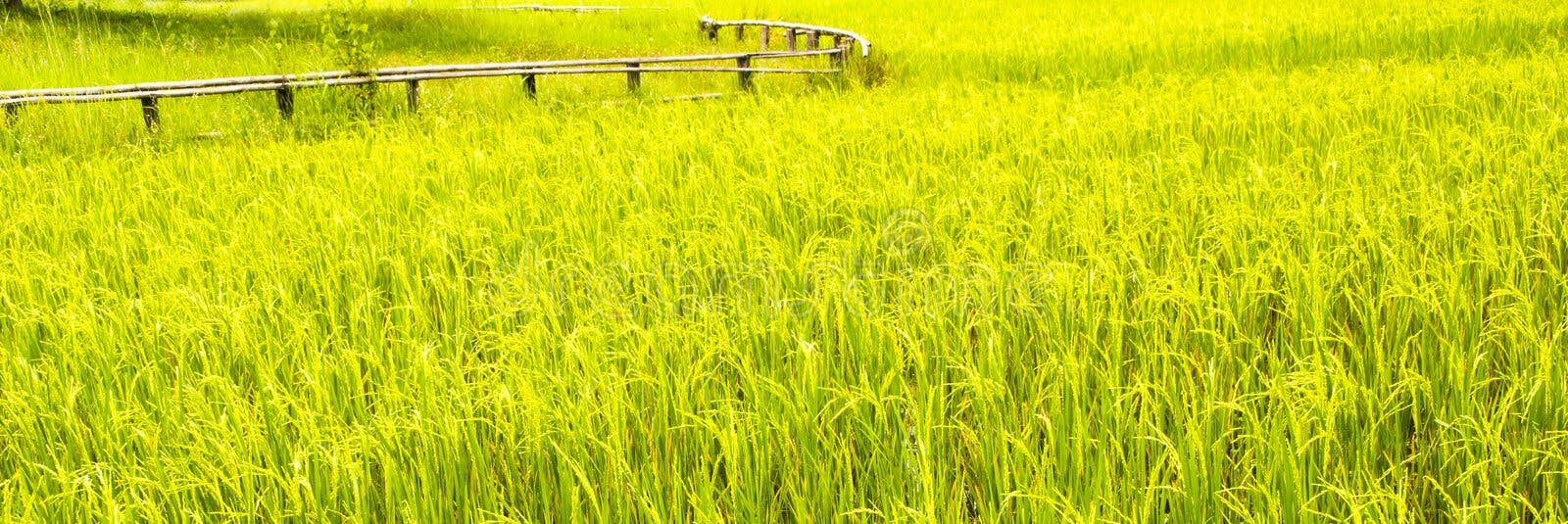 Rice Padi Field stock photo. Image of seed, paddy, grass - 18403242