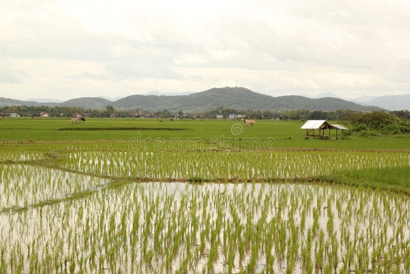 Paddy Field stock image. Image of cultivated, food, dark - 33187027