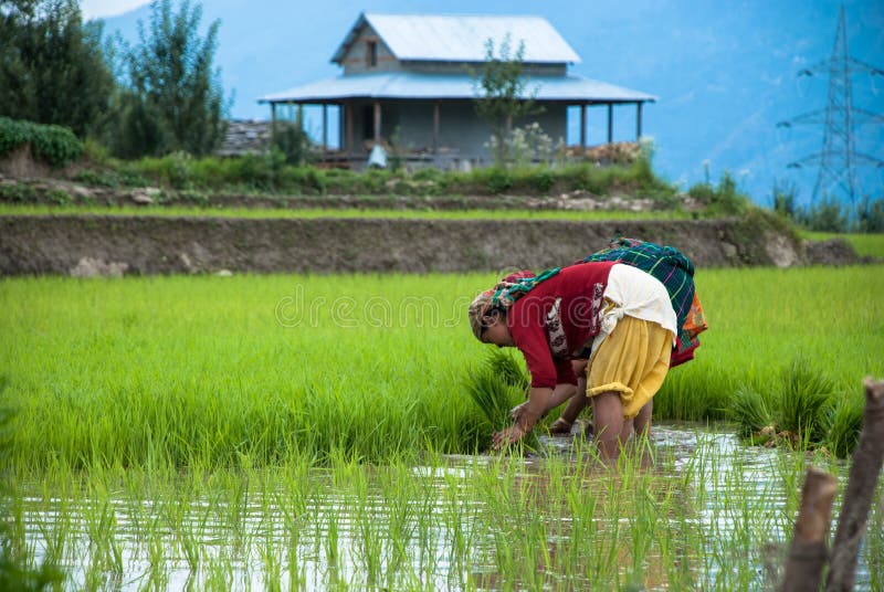 Traditional House In Paddy Field Editorial Photography - Image of malay ...