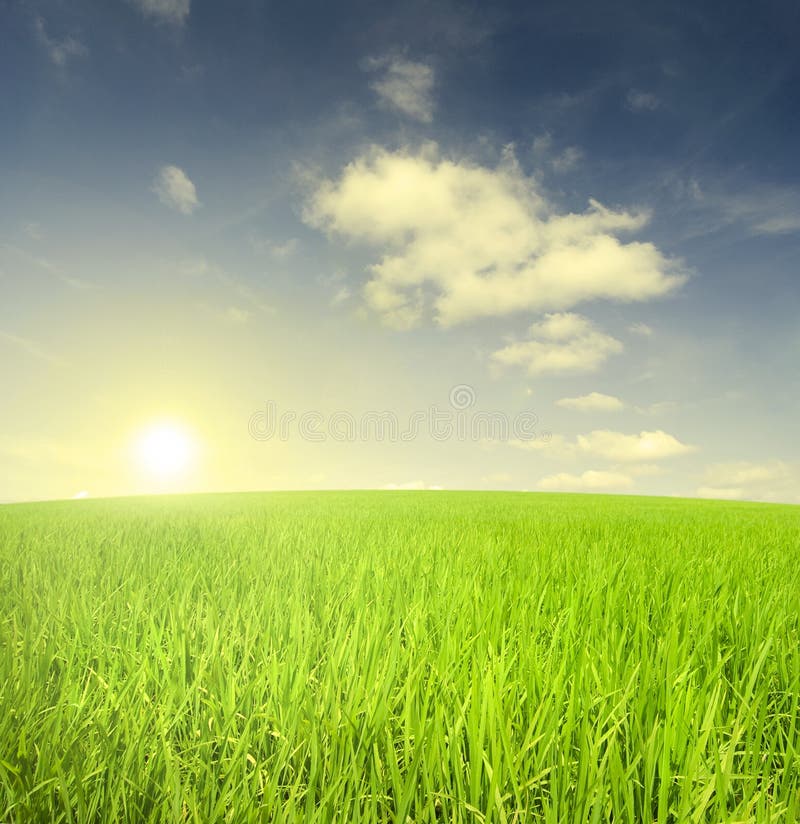 Paddy field stock image. Image of farm, agricultural - 27332023