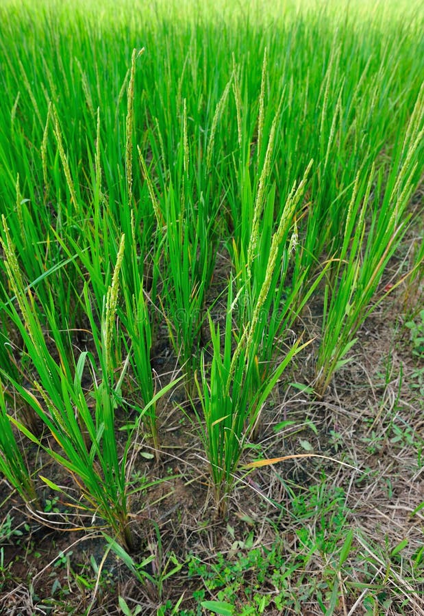 Rice Paddy Drying stock image. Image of nature, paddy - 16854253