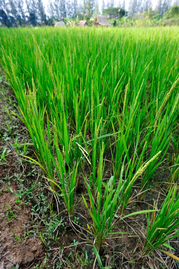Rice Paddy Drying stock image. Image of nature, paddy - 16854253