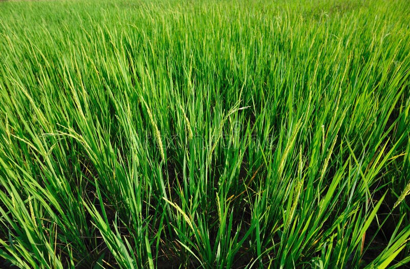 Rice Paddy Drying stock image. Image of nature, paddy - 16854253
