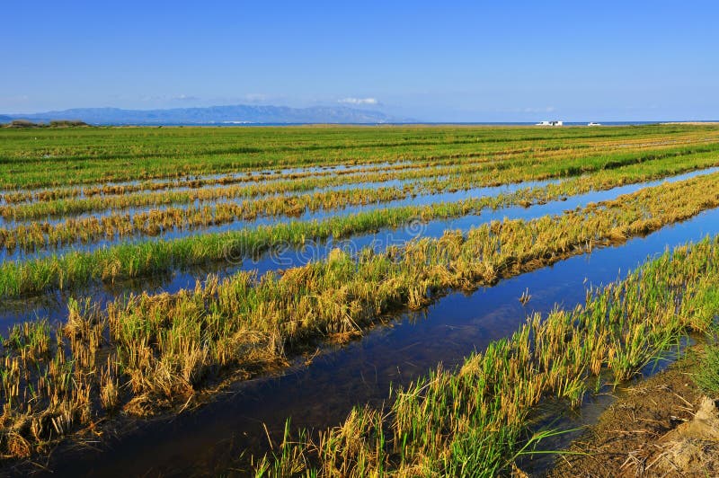 Paddy field stock photo. Image of nature, meadow, grow - 29473632