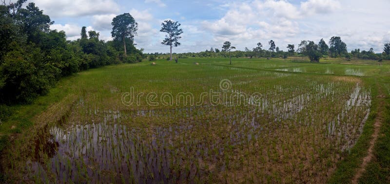 Paddy field stock photo. Image of pond, plantation, typical - 37418810