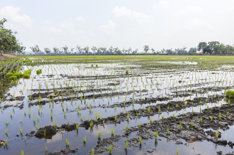 Paddy field stock image. Image of lawn, cultivate, foliage - 45936091