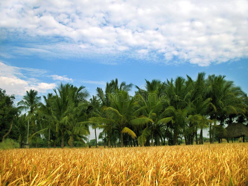 Paddy field stock image. Image of rice, outside, crop - 11870763