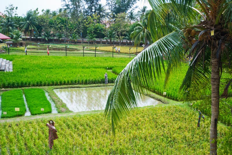 Paddy field stock photo. Image of scenery, crop, income - 4869298