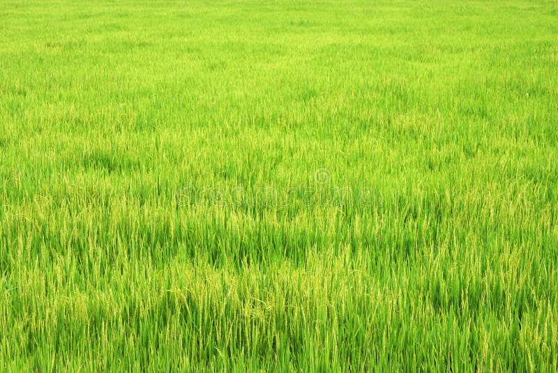 Paddy Field Picture. Image: 5402978