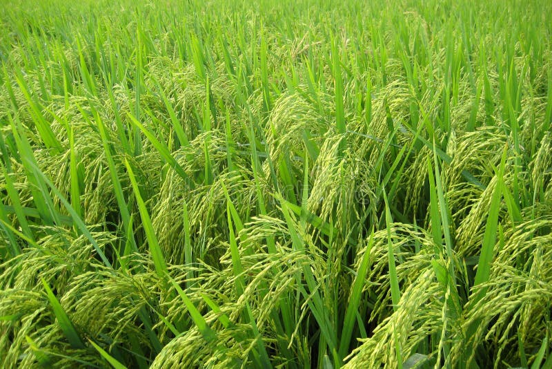 Paddy Field Picture. Image: 5509524