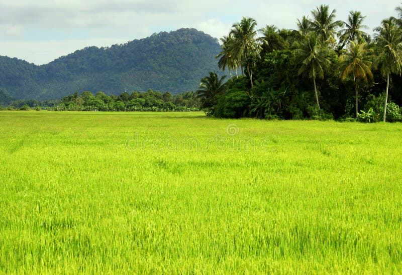 Paddy Field stock image. Image of field, farm, cereal - 5630951