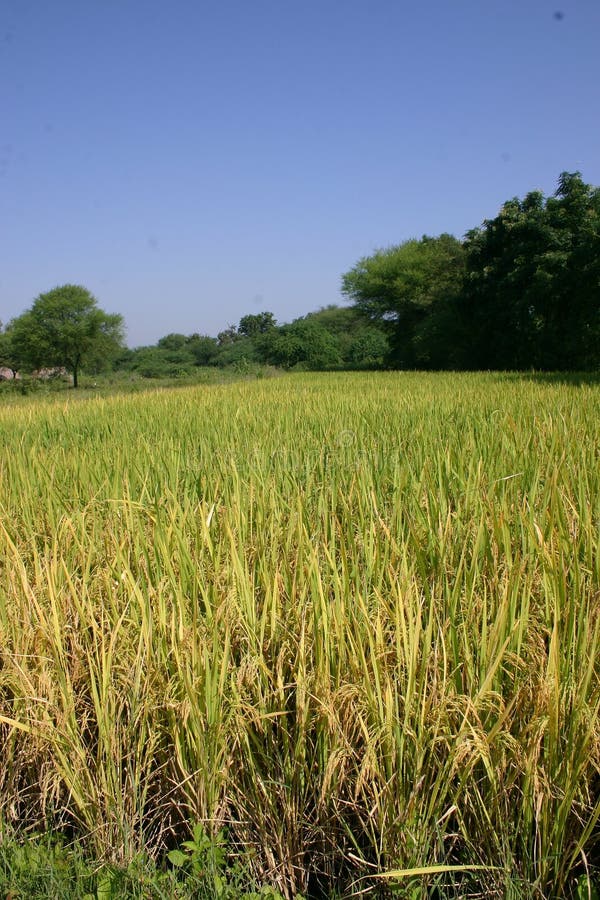 Paddy field stock photo. Image of agriculture, crop, food - 572912