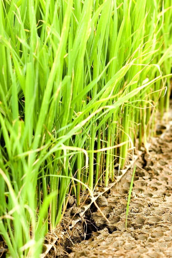 Paddy Field Picture. Image: 5926558