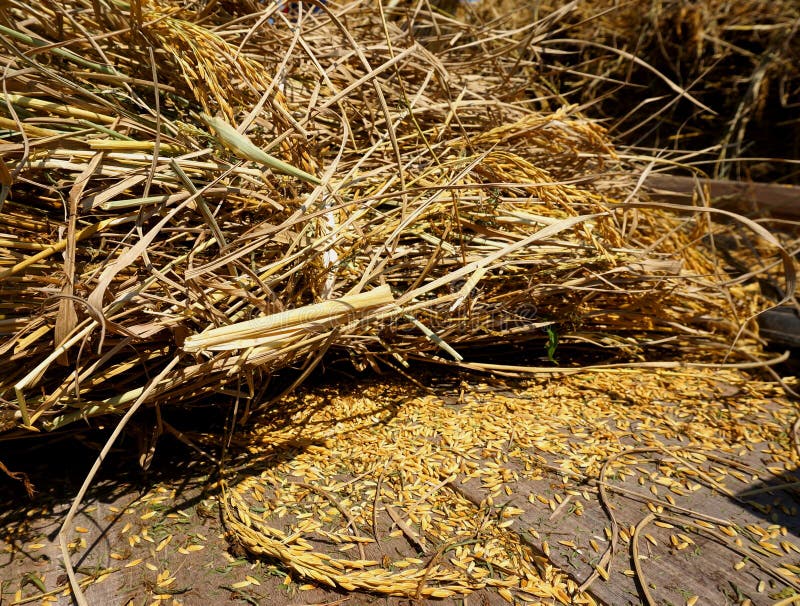 Paddy stock image. Image of paddy, rice, argriculture - 62586223