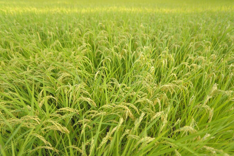 Paddy field stock image. Image of healthy, harmony, autumn - 6438973
