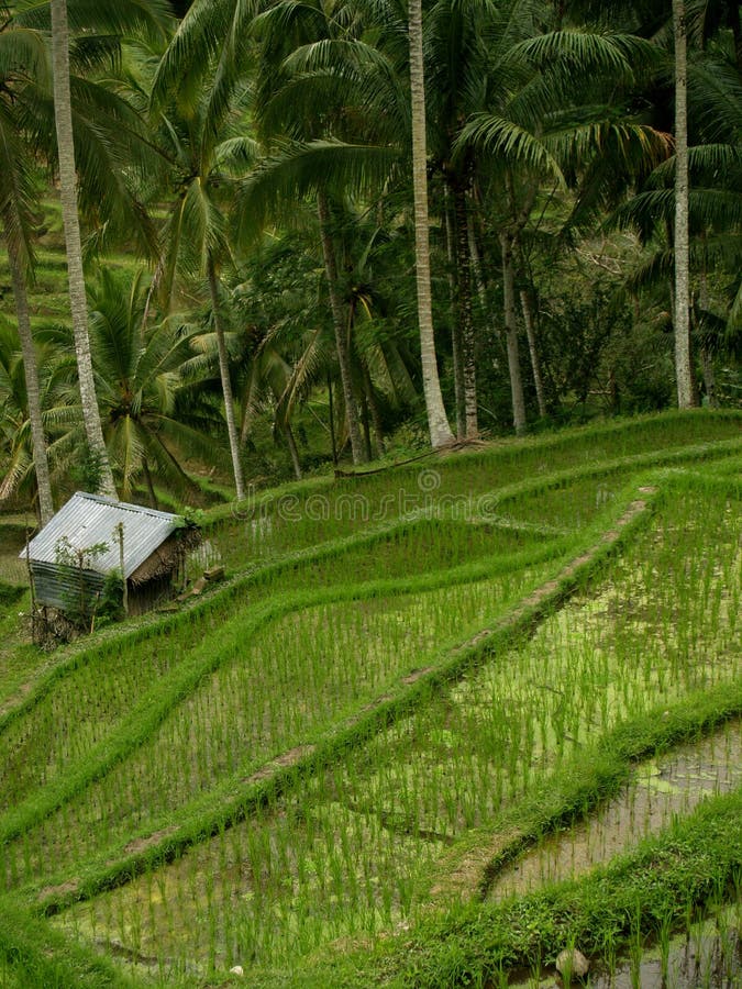 A Paddy-Field stock photo. Image of green, farmland, horizontal - 6993190