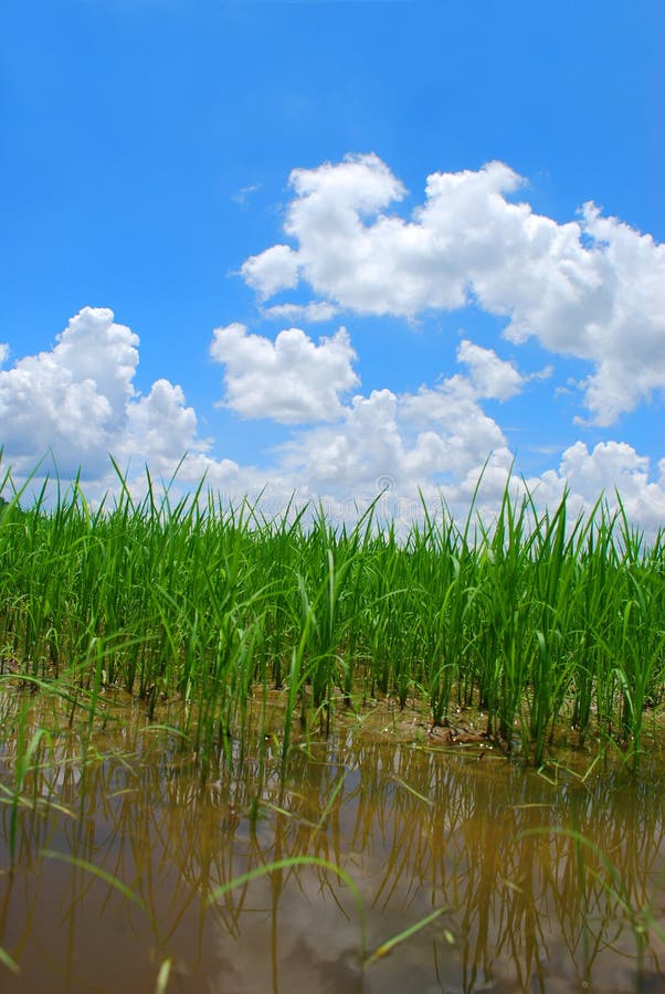 Royalty Free Stock Photos and Images