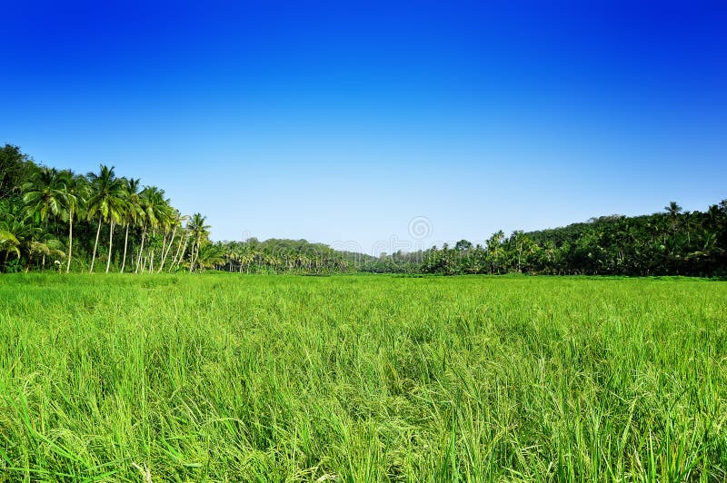 Path between Field stock image. Image of agriculture - 71395031