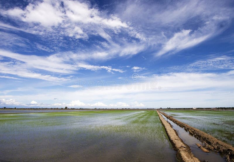 Paddy Field stock photo. Image of malaysia, expedition - 920030
