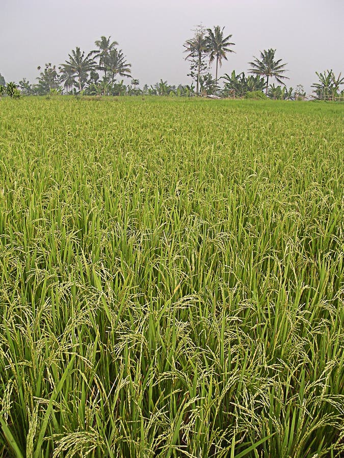 Paddy stock photo. Image of farmland, cultivation, foliage - 81359114