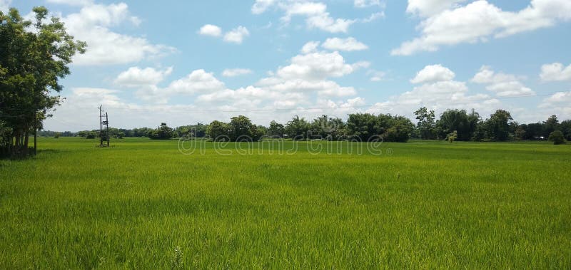 Paddy Field in Assam, India Stock Photo - Image of field, village ...
