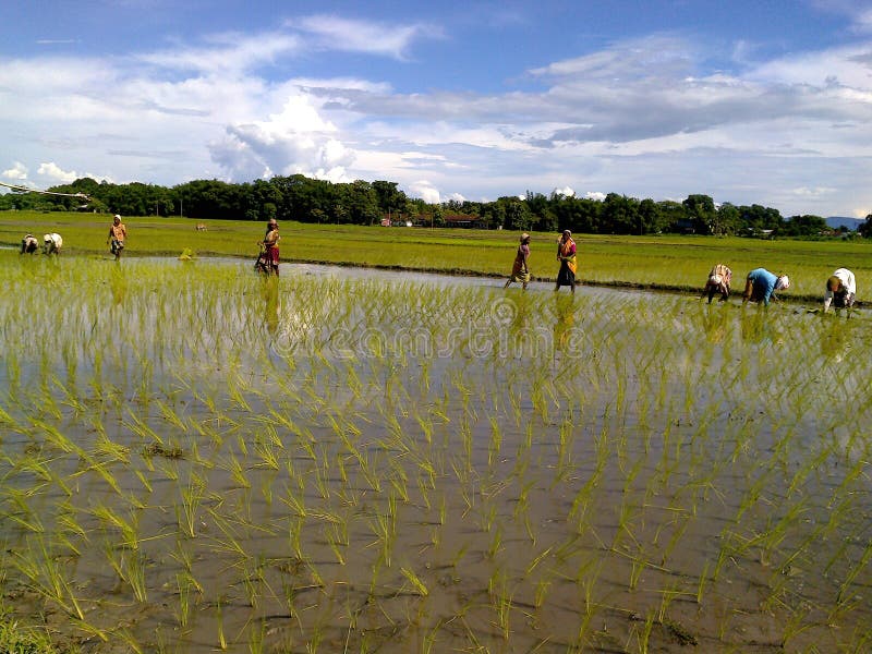 Paddy Field in Assam @ North Eastern State in India Editorial Image ...