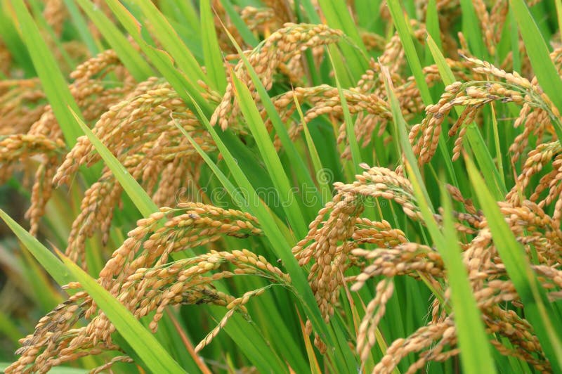Paddy field stock image. Image of rice, outside, crop - 11870763