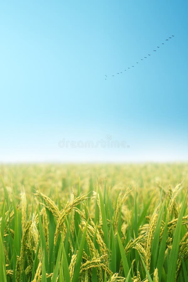 Paddy field stock image. Image of rice, outside, crop - 11870763