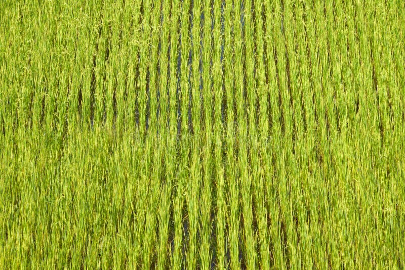 Paddy field background stock photo. Image of culture - 15540418
