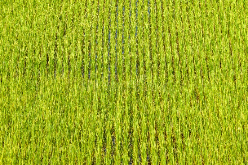 Paddy field stock photo. Image of field, growth, harvest - 154682588