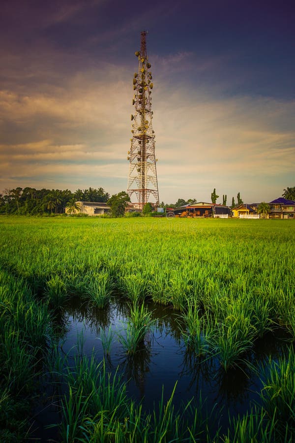 Paddy Natural Background in the Field Stock Image - Image of garden ...
